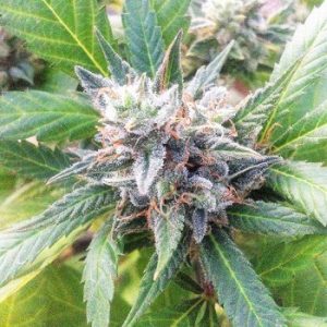 Lemon Candy – 710 Genetics